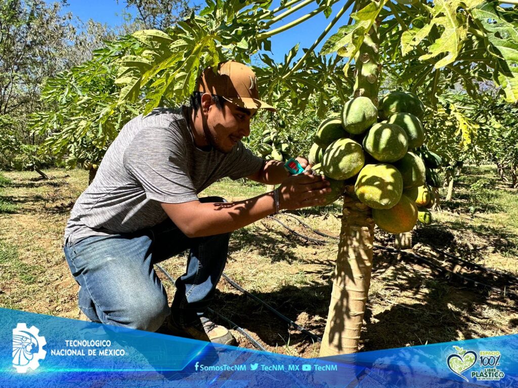 Proyecto de Innovación y trasferencia de tecnología de la papaya operado por el Cuerpo Académico ...